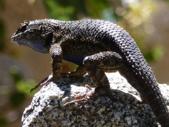 Creatures | Hiking Angeles Forest