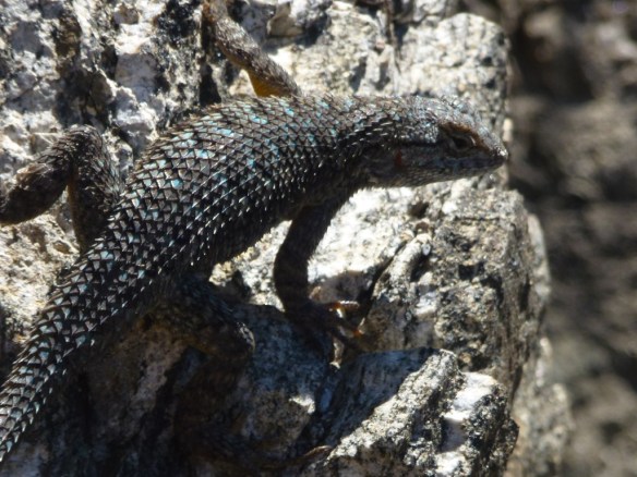 Creatures | Hiking Angeles Forest