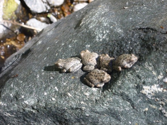 Creatures | Hiking Angeles Forest