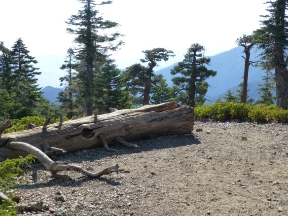Timber Mountain | Hiking Angeles Forest